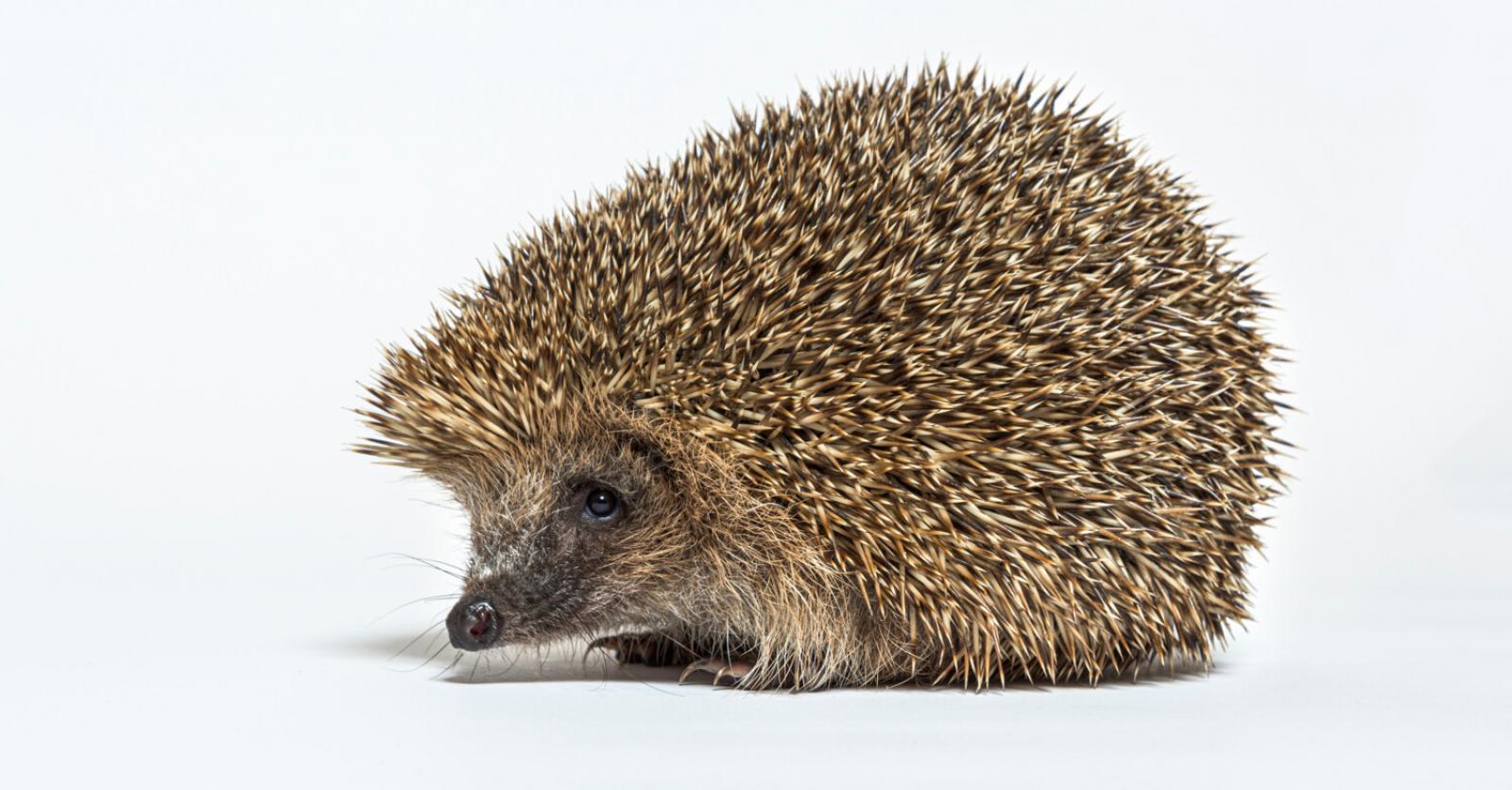 Waarom de egel binnen vijftig jaar uitgestorven kan zijn