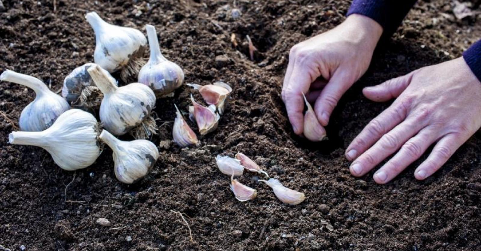 Knoflook planten in je tuin: zo doe je het stap voor stap - Libelle