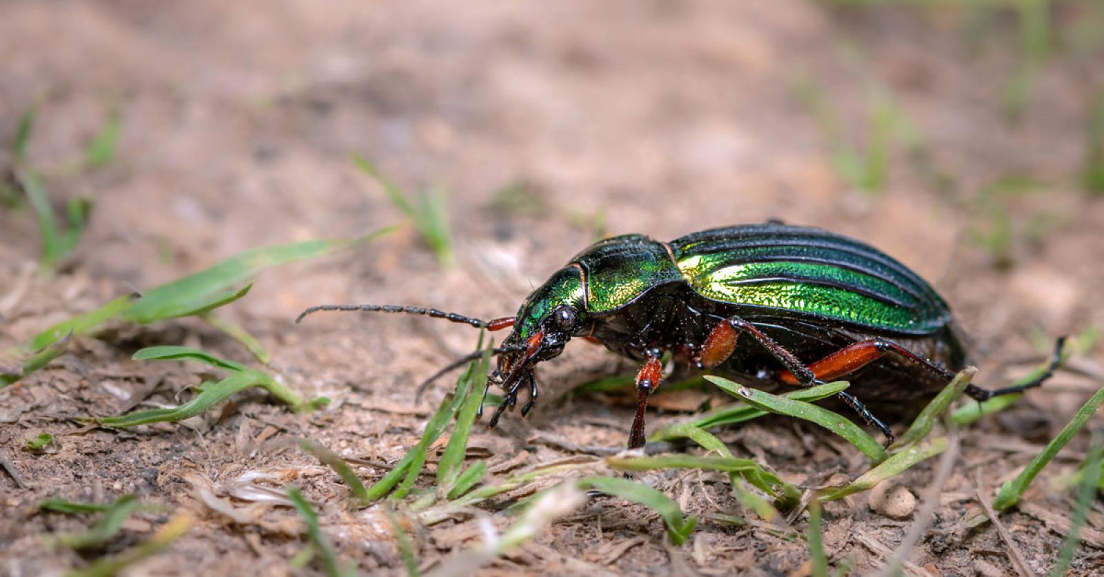 Is 75 procent van de insecten verdwenen? - Knack
