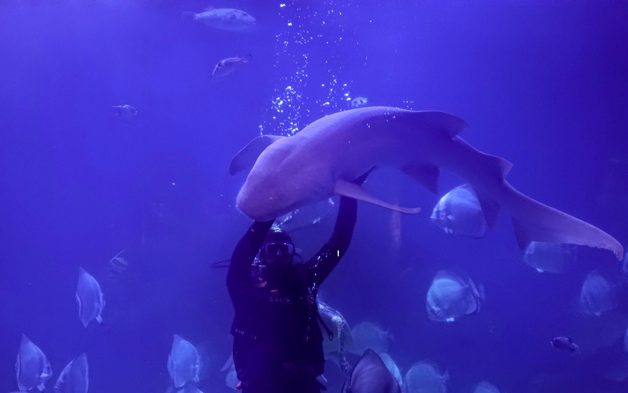 Des chercheurs percent le secret des requins fluorescents