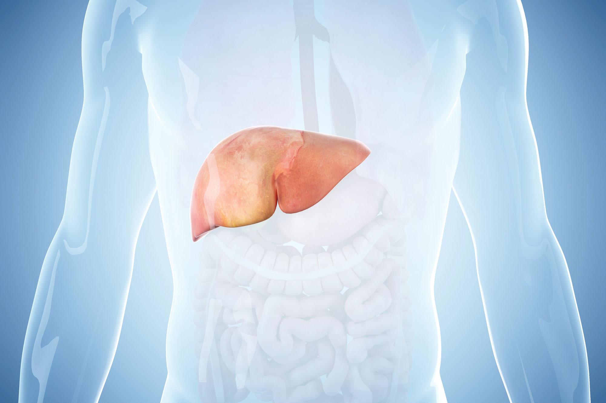 Uw lever is minder dan drie jaar oud