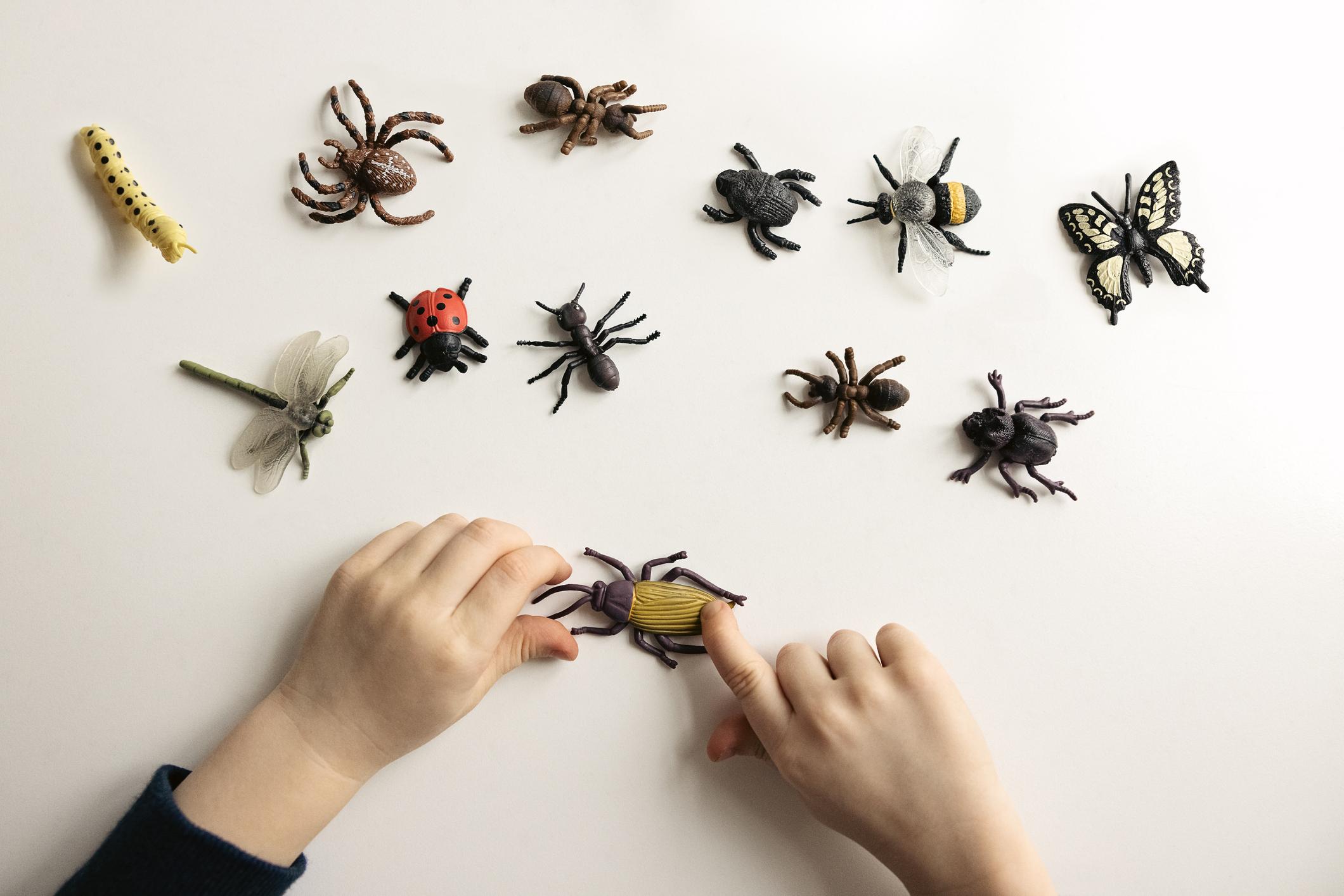 Niet meppen, wel ‘appen’: tel mee en help insecten in Vlaanderen - Libelle