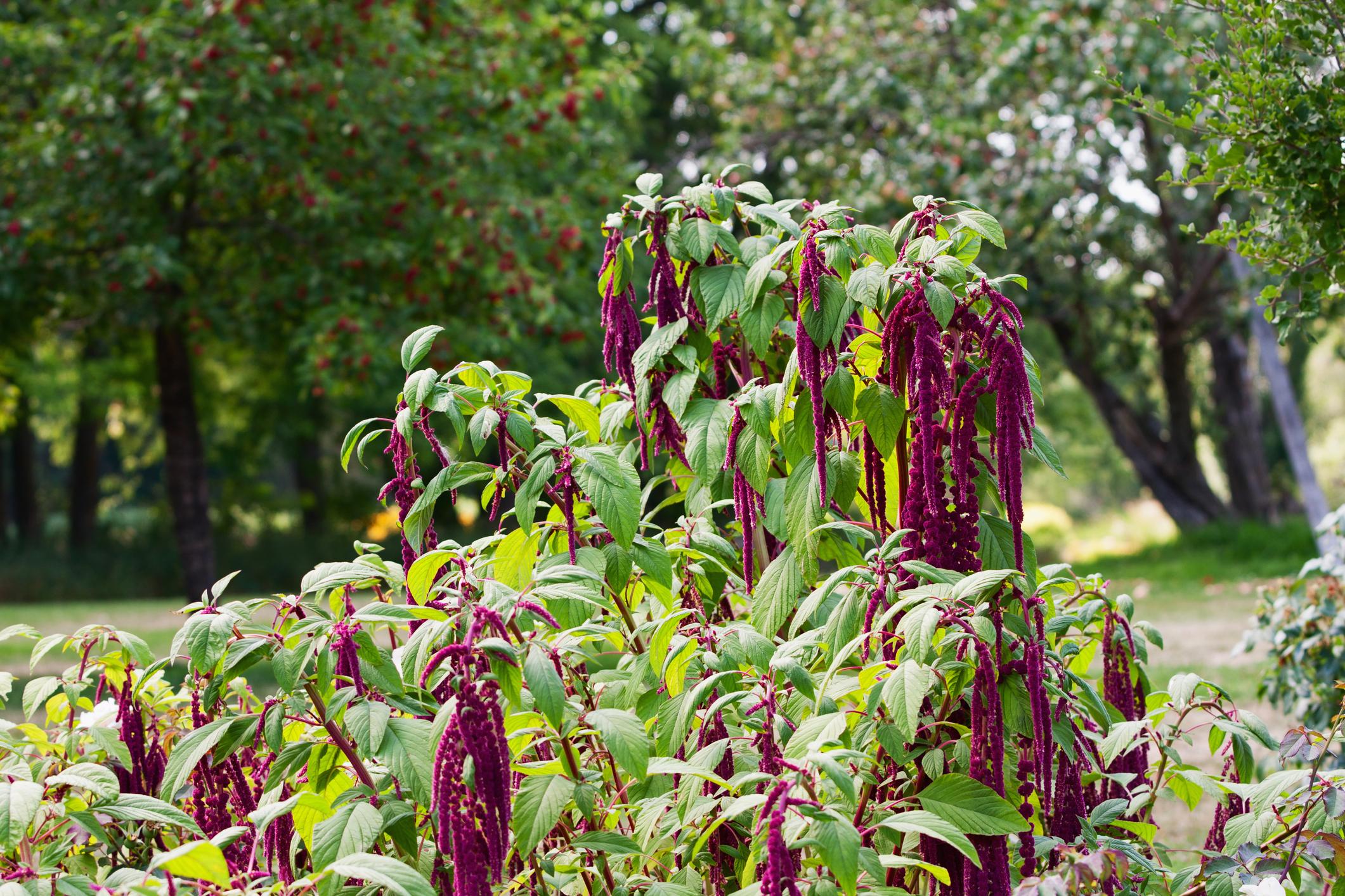 Amarant in de tuin: nu zaaien, deze zomer genieten - Libelle