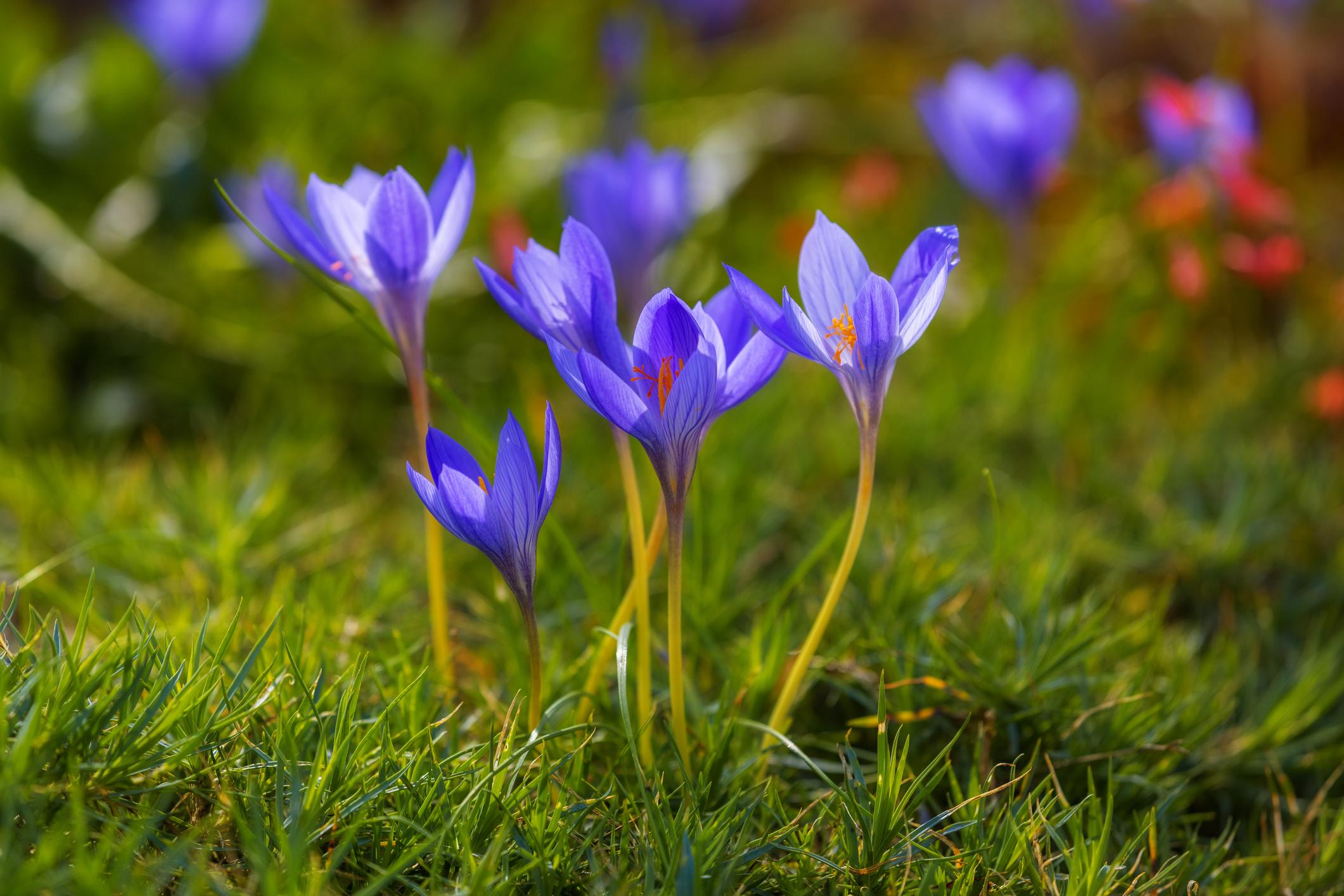 Nu planten: 5x bloembollen die in de herfst bloeien - Libelle