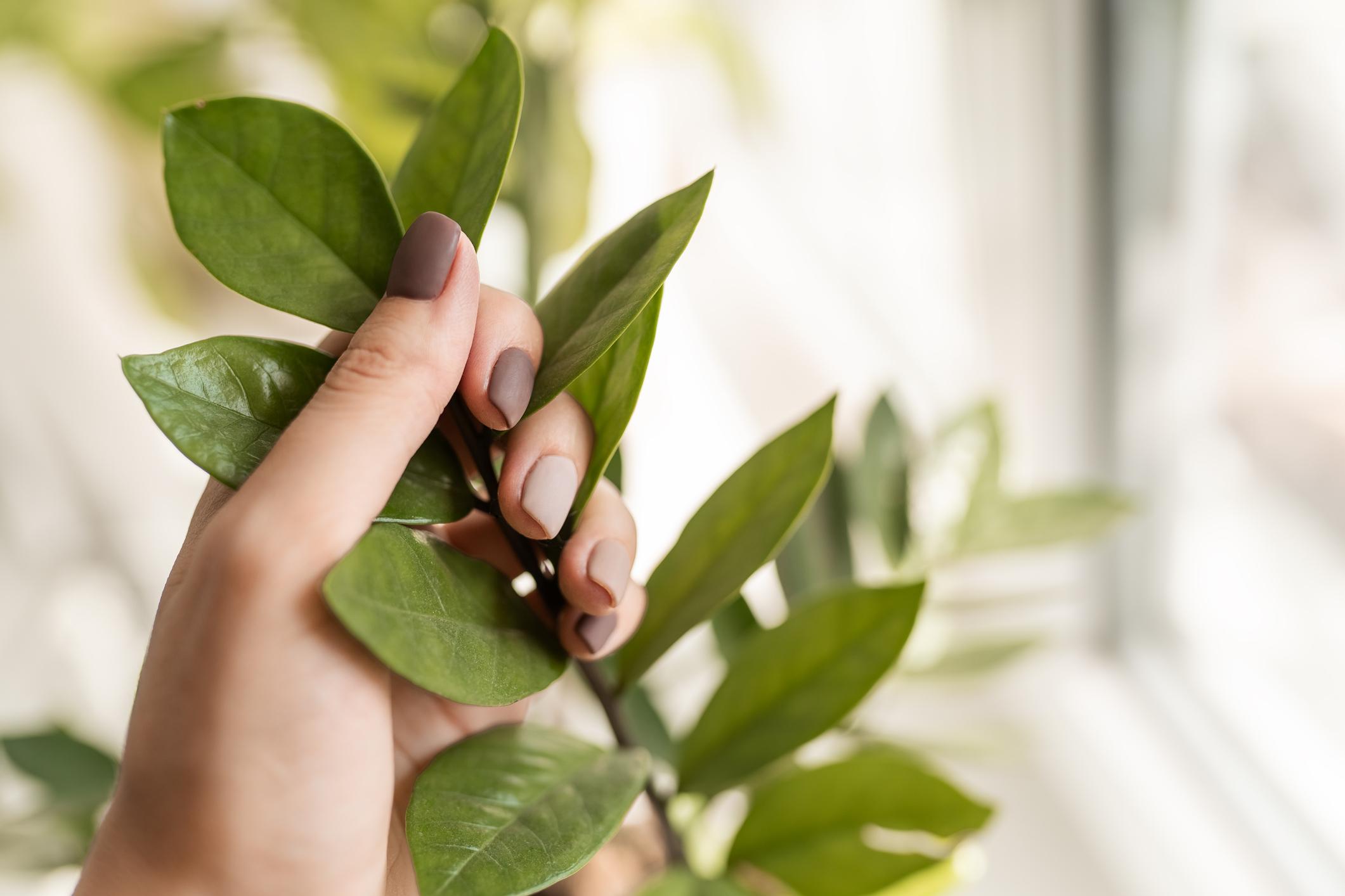 OATMEAL NAILS: quelle est cette manucure rendue célèbre grâce à Harry ...