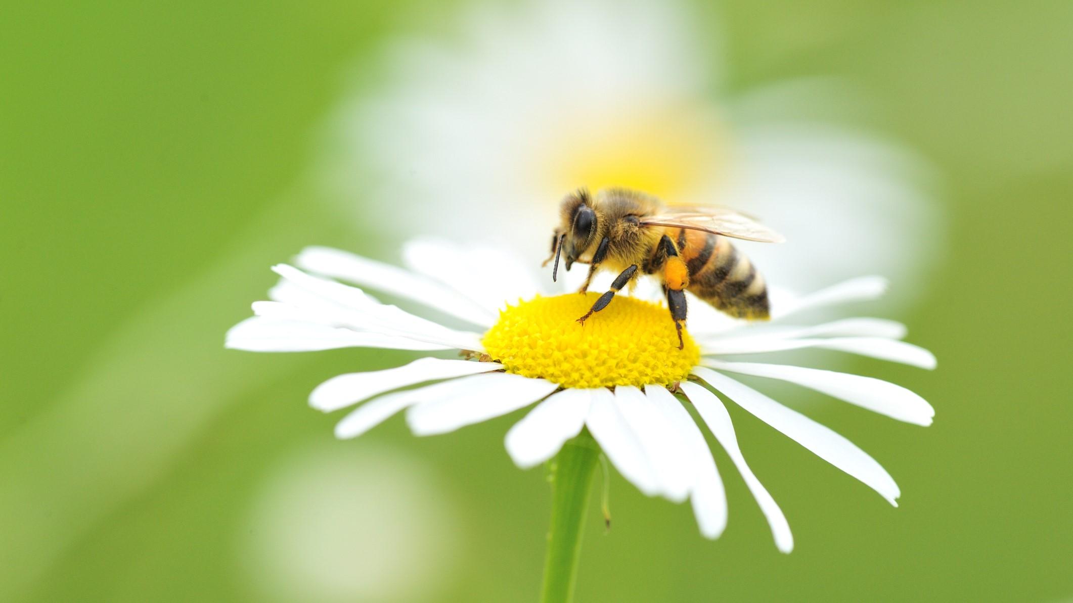 Bijensteek: hoe haal je de angel er veilig uit? - Libelle