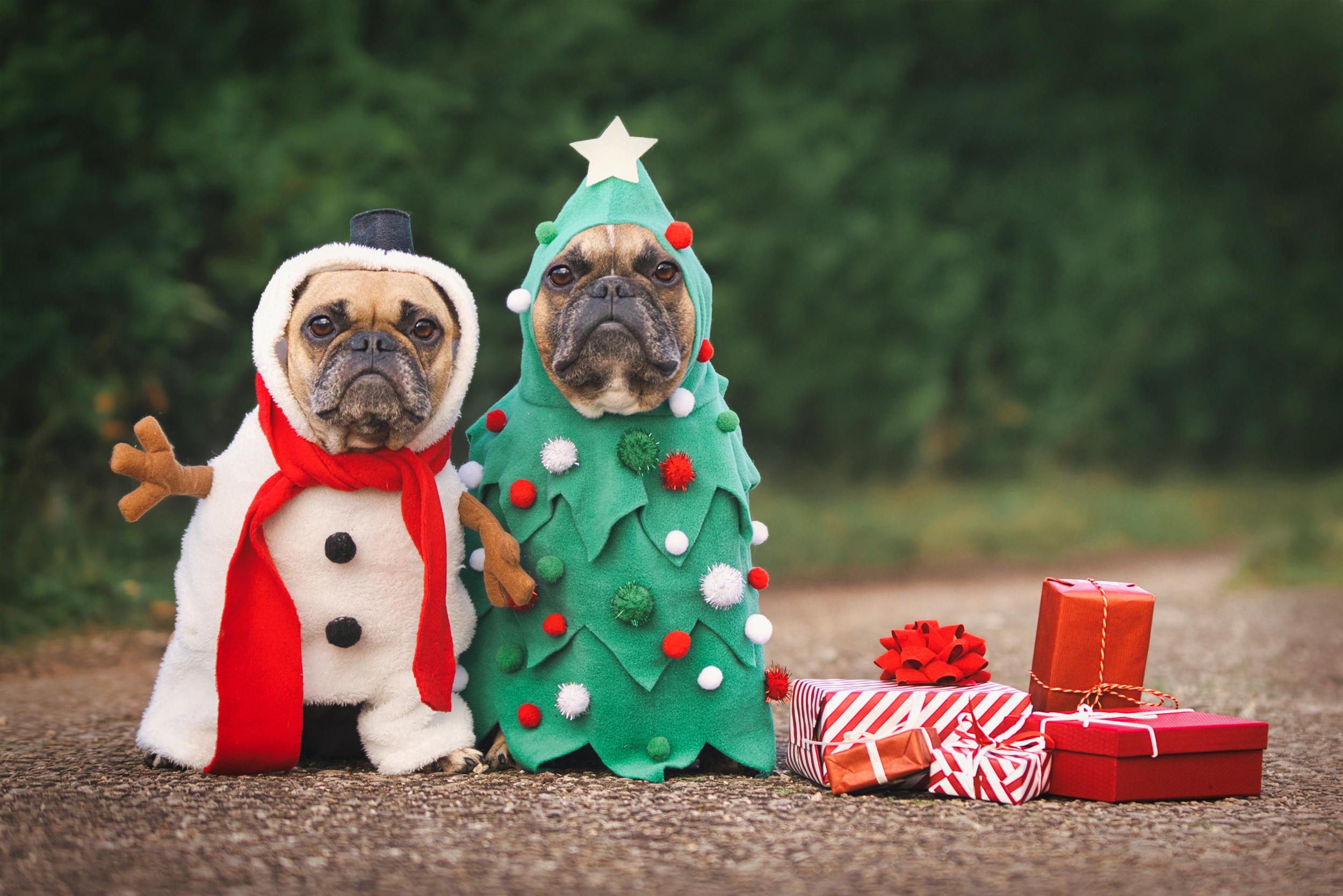 11x schattige dieren in opperste kerststemming - Libelle