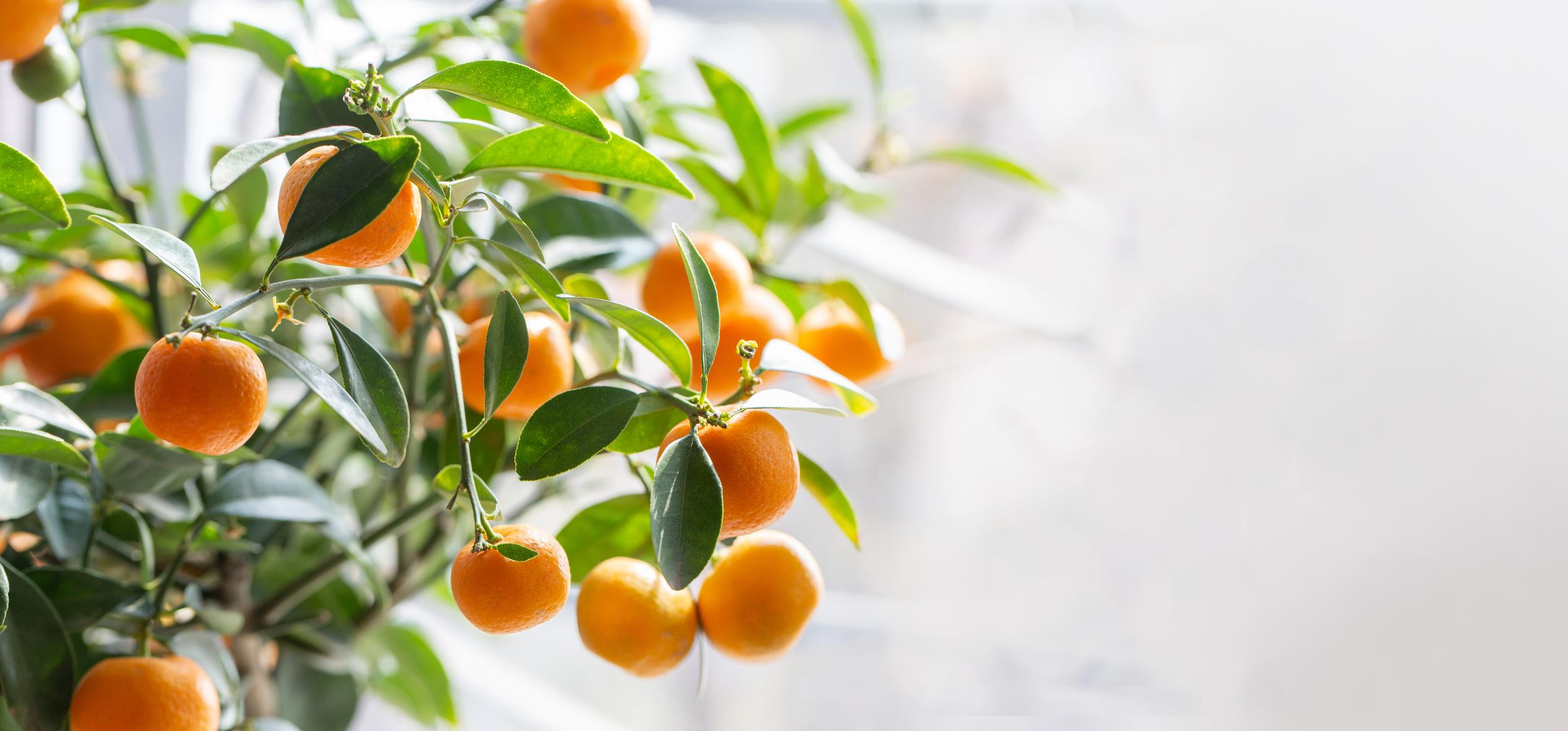 Citrusplanten: hoe verzorg je ze? - Libelle