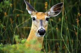 Wild hert loopt zich vast in poort in Wakken - KW.be