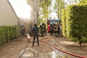 Brandweer kan 229 varkens bij brand in Poperinge redden, eentje niet - KW.be