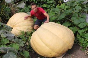 Peter Vansteenkiste uit Oudenburg teelt reuzegrote pompoenen - KW.be