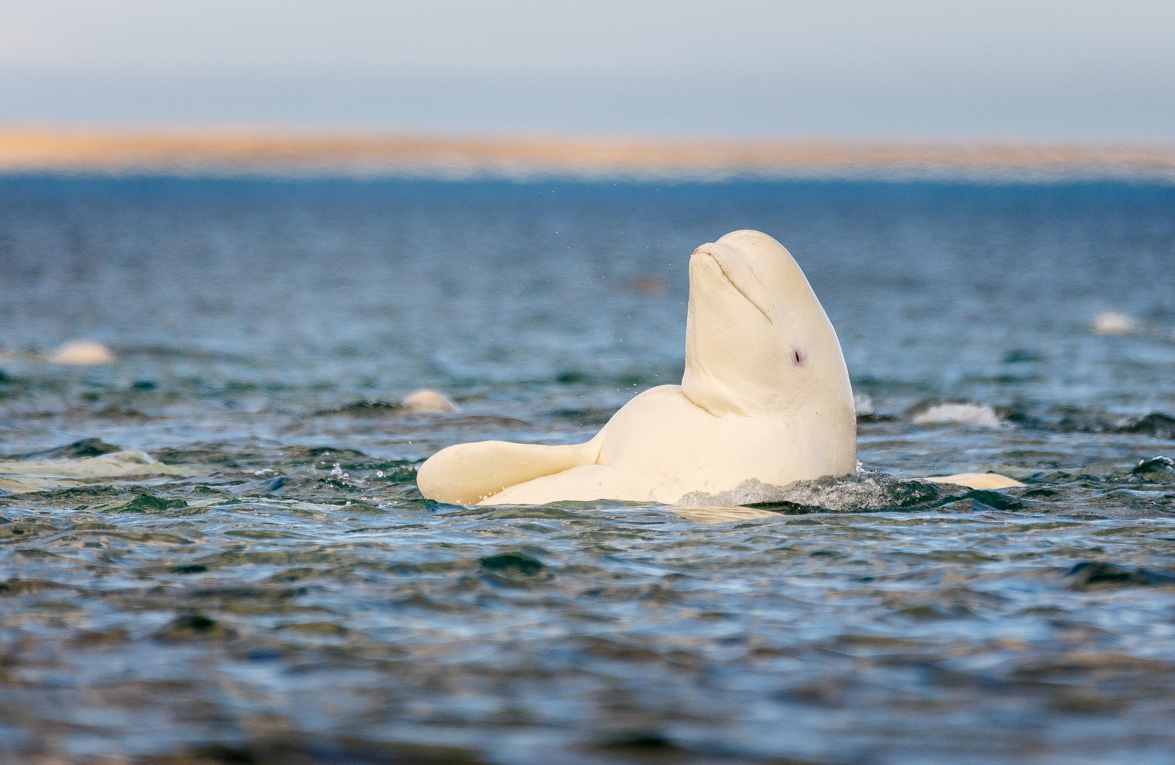 Un béluga aperçu dans la Seine, l'animal est "très fuyant"