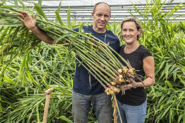 Bart (50) en Martine (46) telen allereerste Belgische gember en kurkuma ...