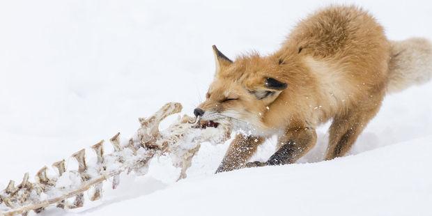 Beveiliger Fox-IT zelf gehackt