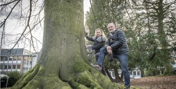 Meer Bomen in Roeselare wil ACV-bomen redden met alternatief ...