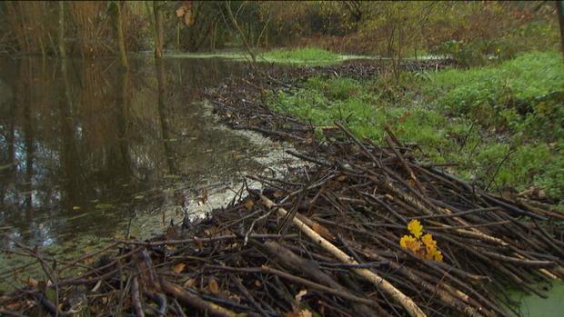 Bevers bouwen dam van 35 meter lang