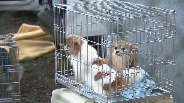 Broodfokker krijgt zes maanden cel