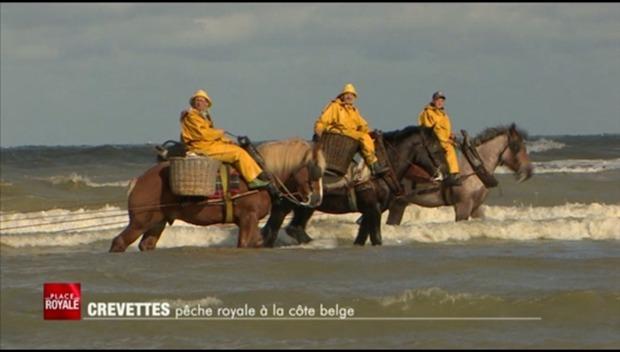 Pêche royale à la côte belge
