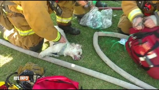 Des pompiers réaniment Jack, un petit chien retrouvé inconscient après ...