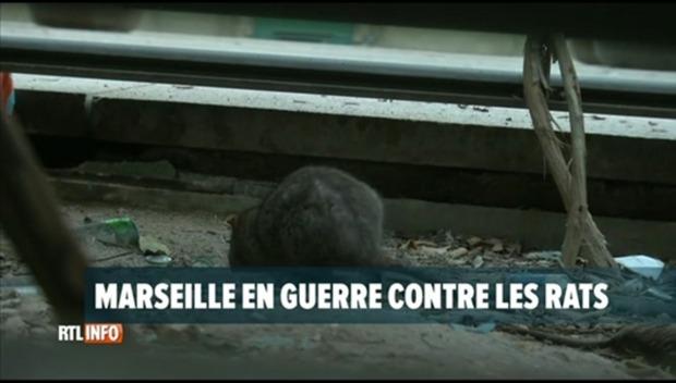 France: Marseille est envahie par les rats