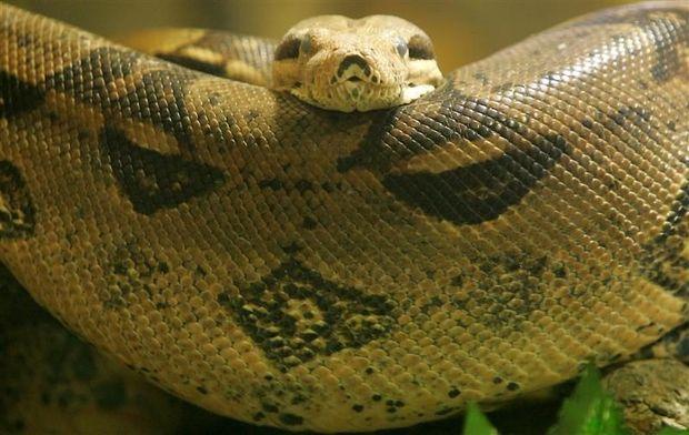 Het hart van een python vergroot plots na een overvloedige maaltijd