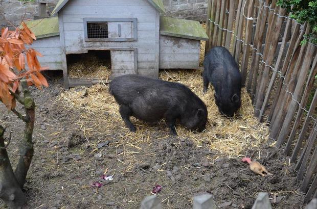 Minivarken Sven bijna vier dagen op stap in hartje Ieper - KW.be