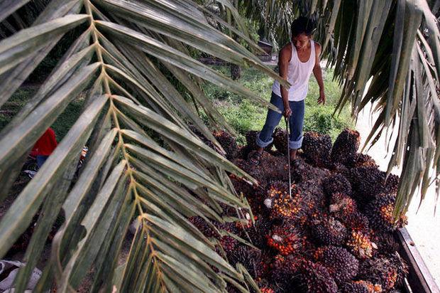 Frans investeringsfonds Quadrator in Sipef - Trends Kanaal Z