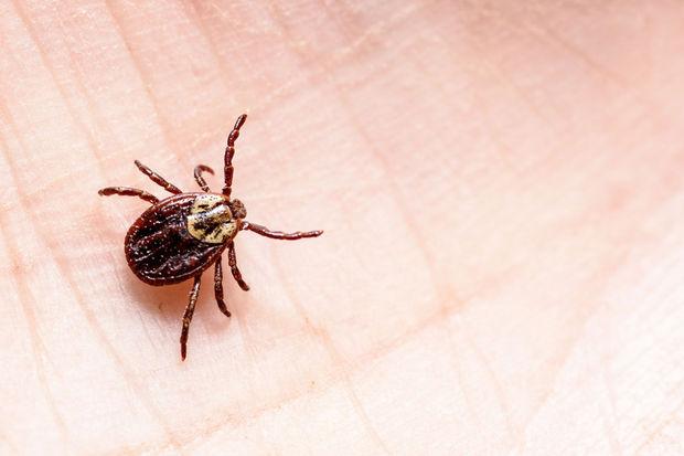 Tekenencefalitis nu mogelijk ook in België