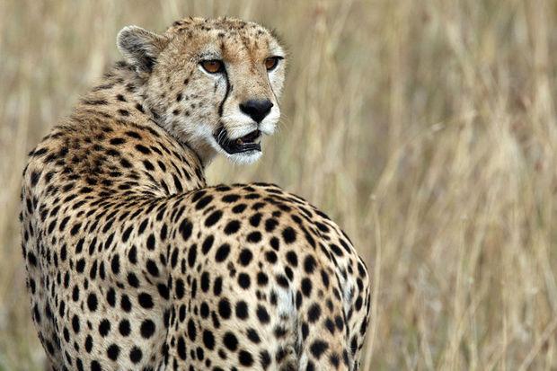 Niet jachtluipaard, maar mijt is snelste landdier op aarde