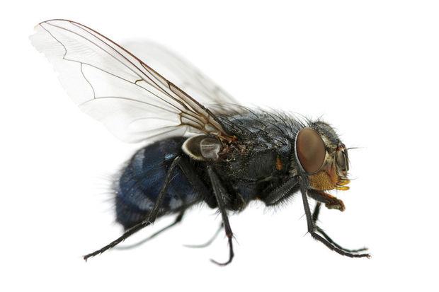 Waarom het zo moeilijk is om een vlieg dood te slaan