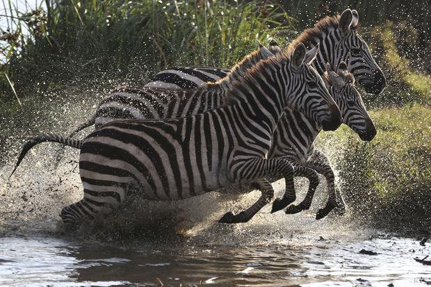 Waarom de zebra strepen heeft