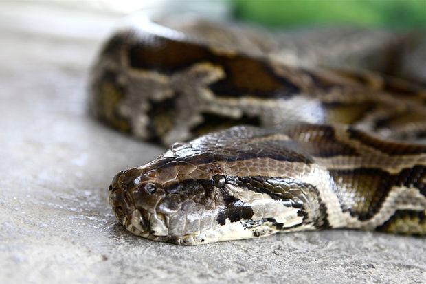 L'adaptation génétique du python, une clé pour prévenir les maladies ...