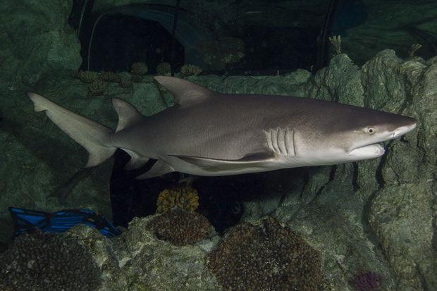 Un requin taureau "ultra dangereux" à Aquatopia