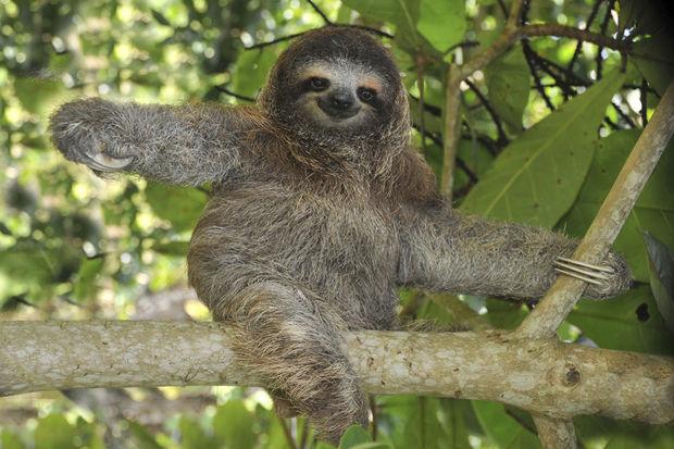 Le paresseux n'est pas paresseux (vidéo)