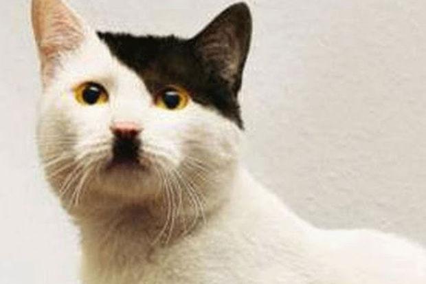 Le mystère du "chat Hitler" élucidé
