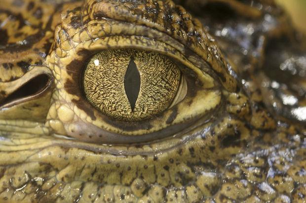 Apparition mystérieuse d'un crocodile sur l'île de Crète