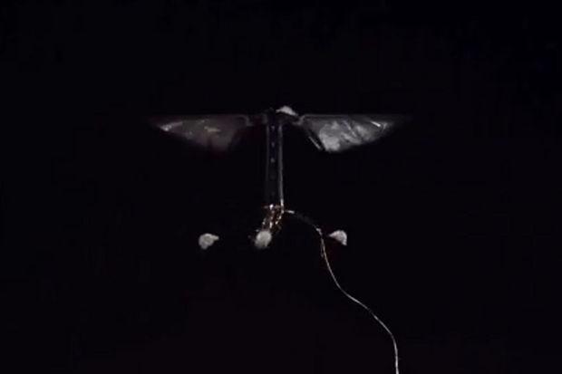 Un robot volant de la taille d'une mouche (vidéo)