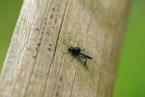 Une nouvelle espèce de mouche découverte à Bruxelles