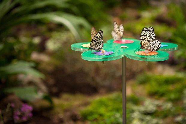 Zoo Antwerpen opent Vlindertuin