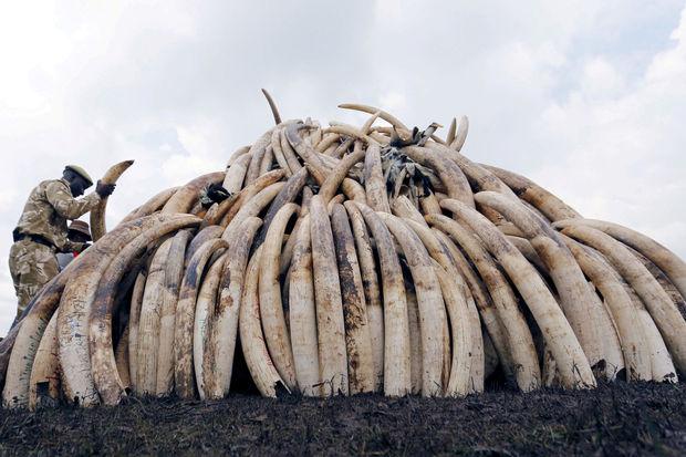 Le massacre des éléphants enfin pris au sérieux