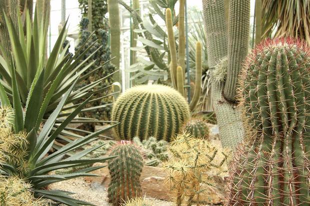 Le trafic illégal menace les cactus d'extinction