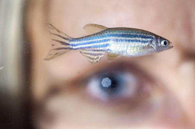 Le poisson zèbre est capable de se régénérer le coeur