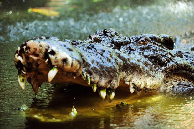 Sommes-nous en train de manger la mégafaune du monde jusqu'à son ...