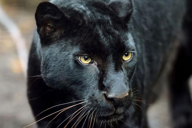 Chasse à la panthère noire à Anderlecht