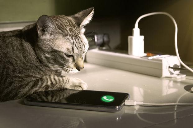 Après les humains, l'industrie du mobile connecte les animaux