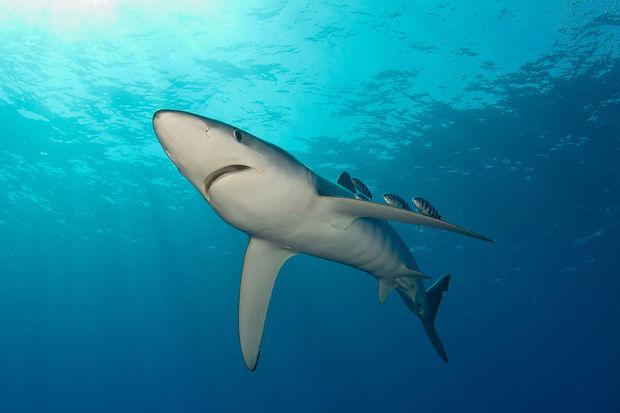 Les requins font leur grand retour en Méditerranée (vidéo)