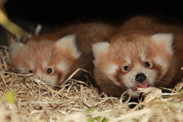 Naissance de deux pandas roux à Planckendael
