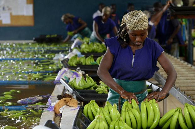 Sterk jaarrapport voor Sipef