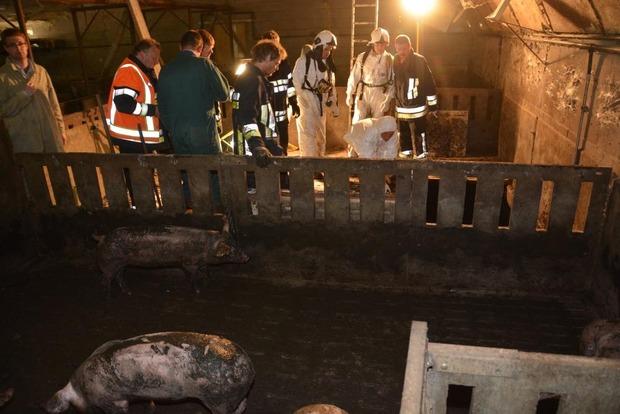 Brandweer redt 20 varkens uit diepe beerput - KW.be