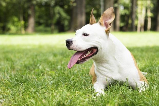 Hondje bevrijd na drie uur in snikhete wagen in Brugge - KW.be